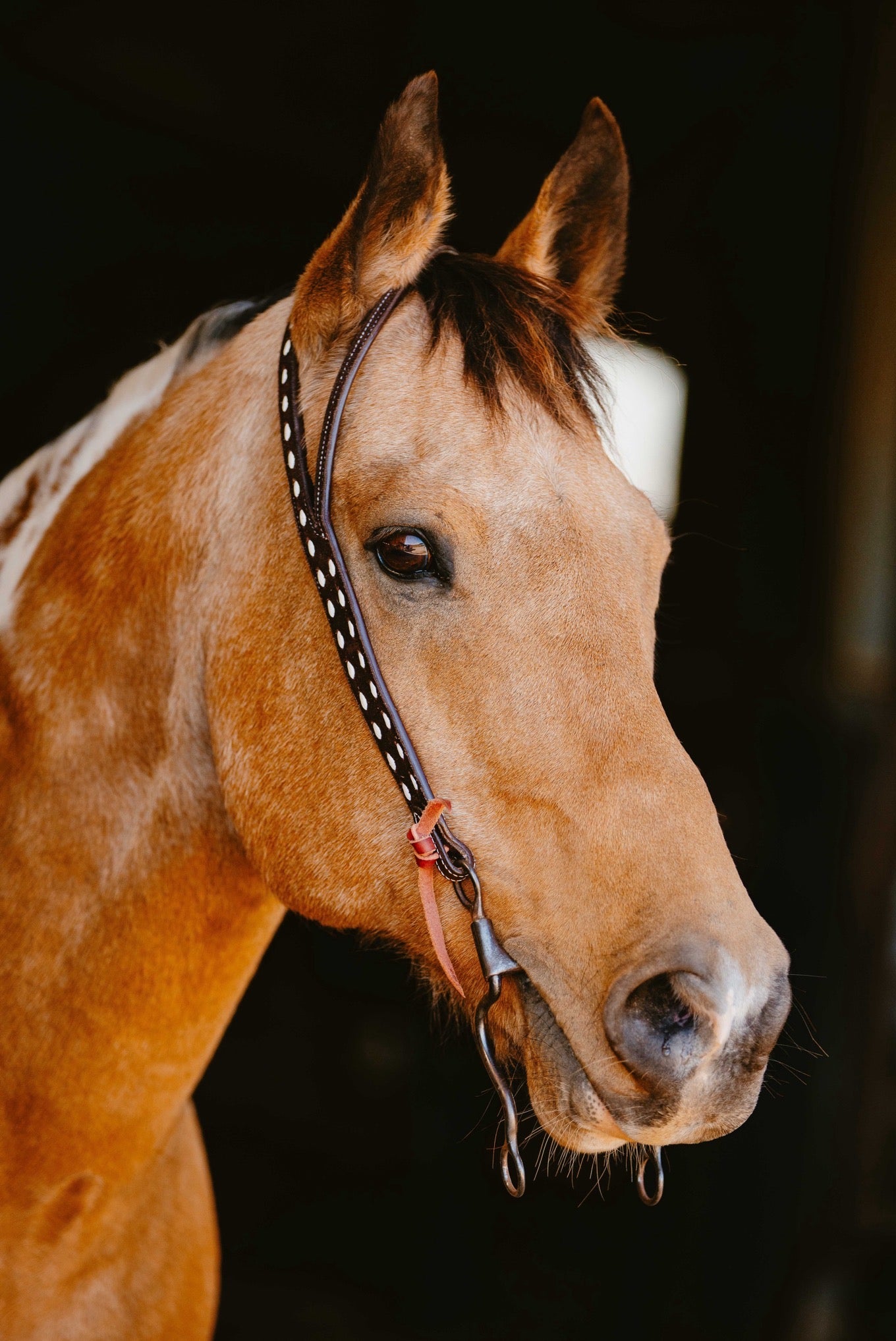 Chocolate W/ White Backstitch Split Ear Headstall | Equestrian Eq ...